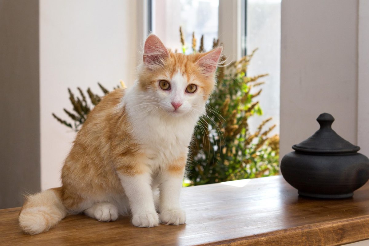 Apre a Trani il primo cat cafè pugliese - Radio Norba