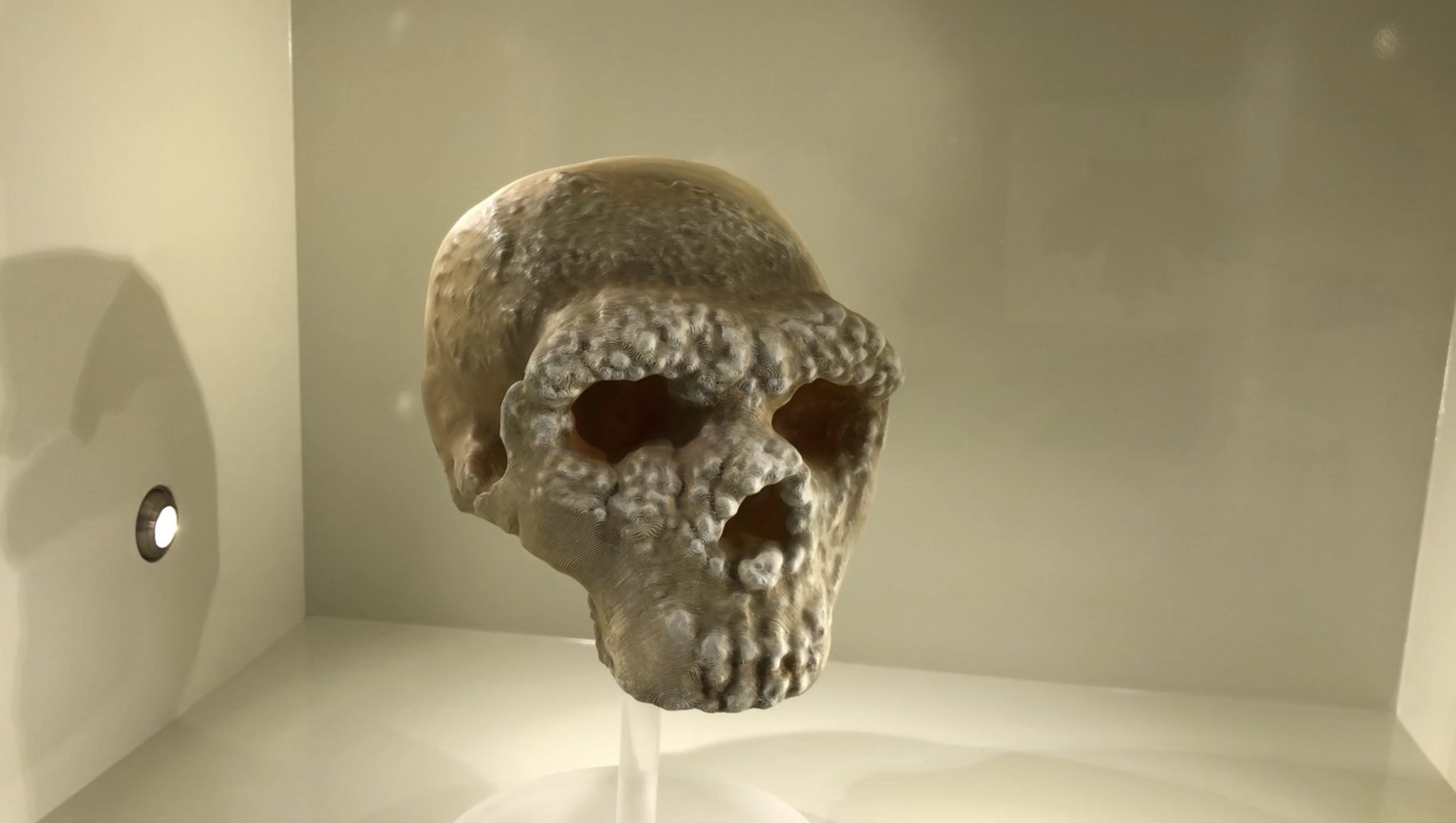 I Neanderthal soffrivano il freddo in viso, la scoperta grazie a uno studio internazionale sull ...